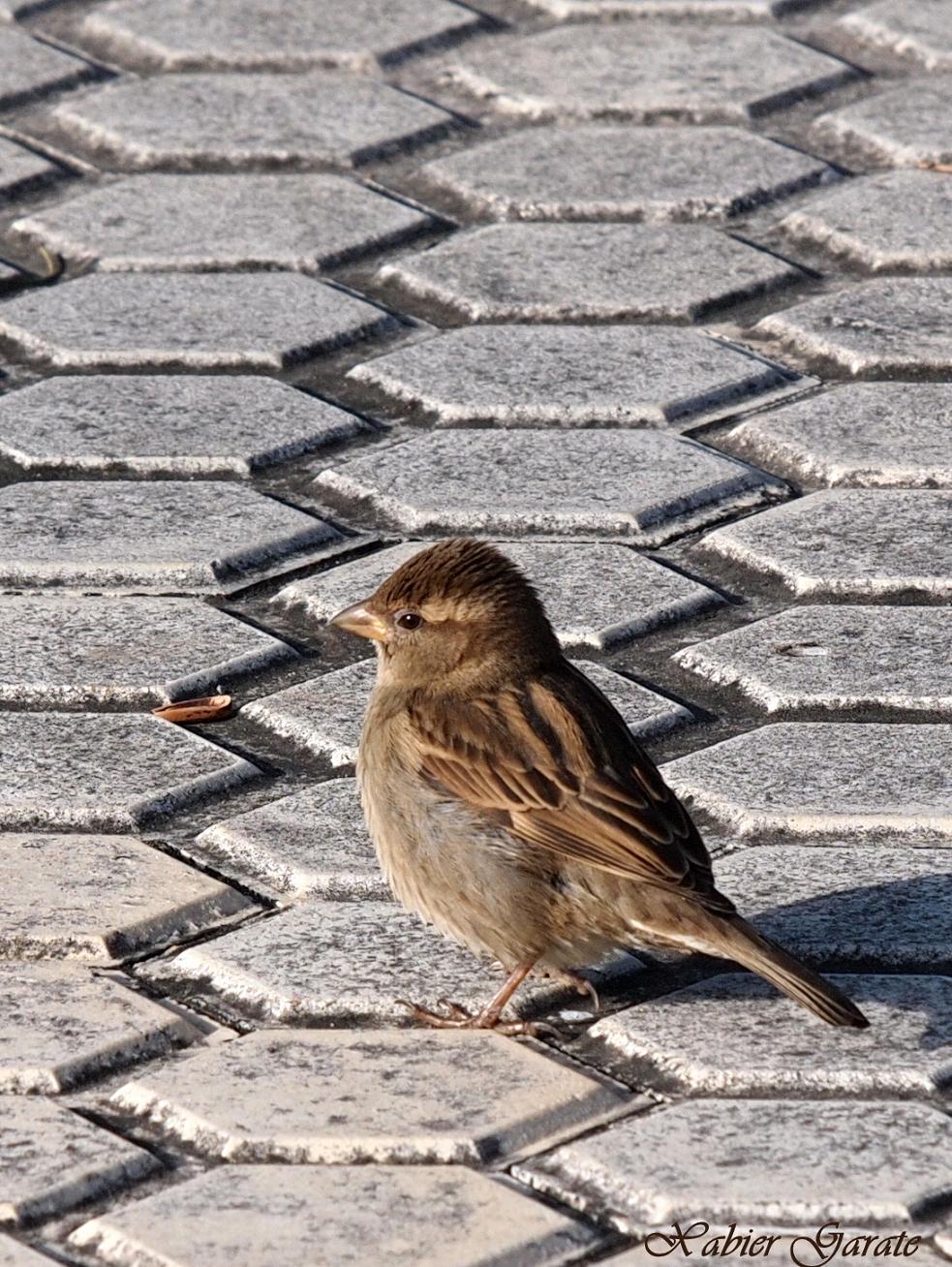 HEGAZTIKLIK: GORRIÓN COMÚN (Passer domesticus)