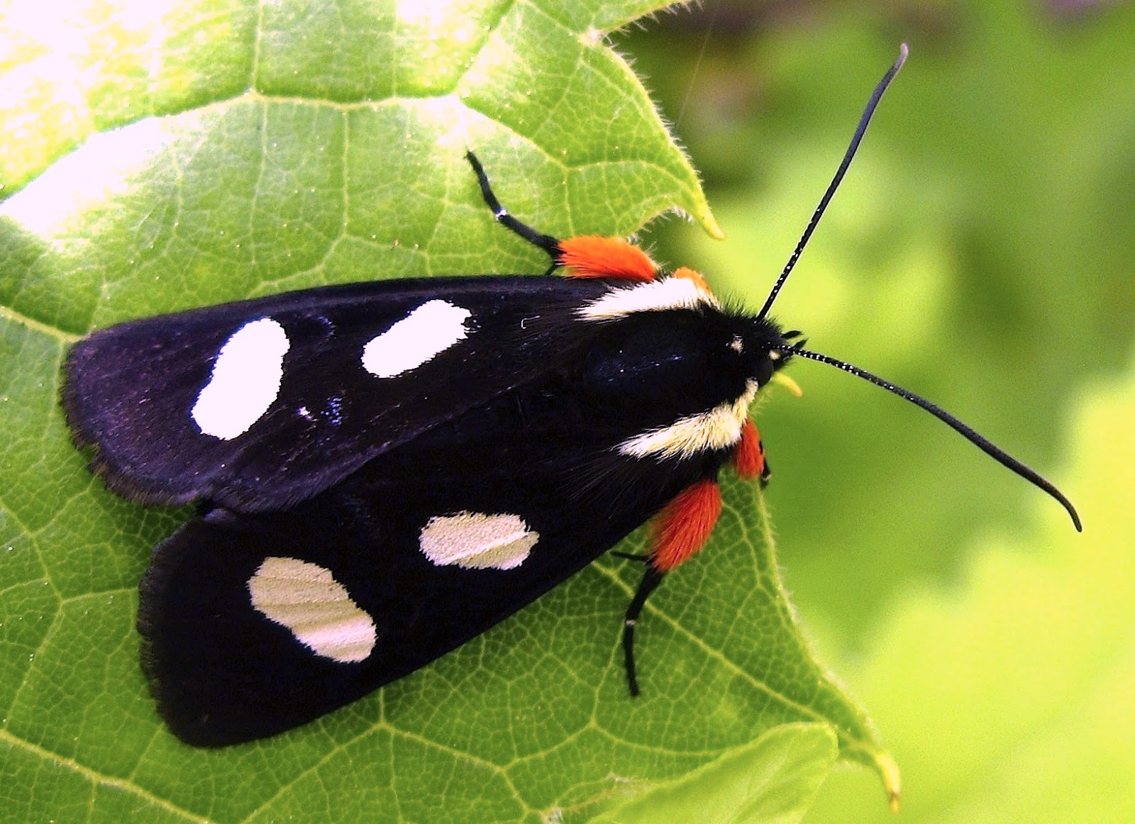Saratoga woods and waterways: A Day of Many Moths