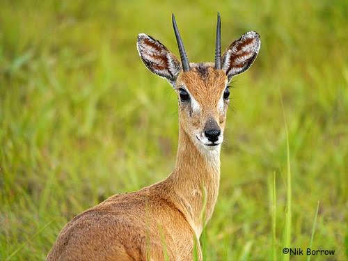 photorama: Oribi part 1