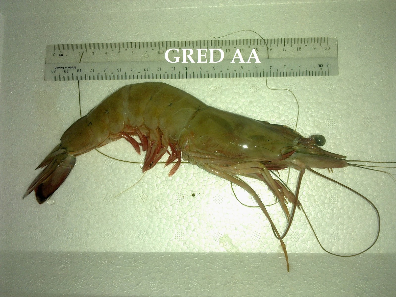 FreshSeafoodEveryday: Fresh Seafood Everyday