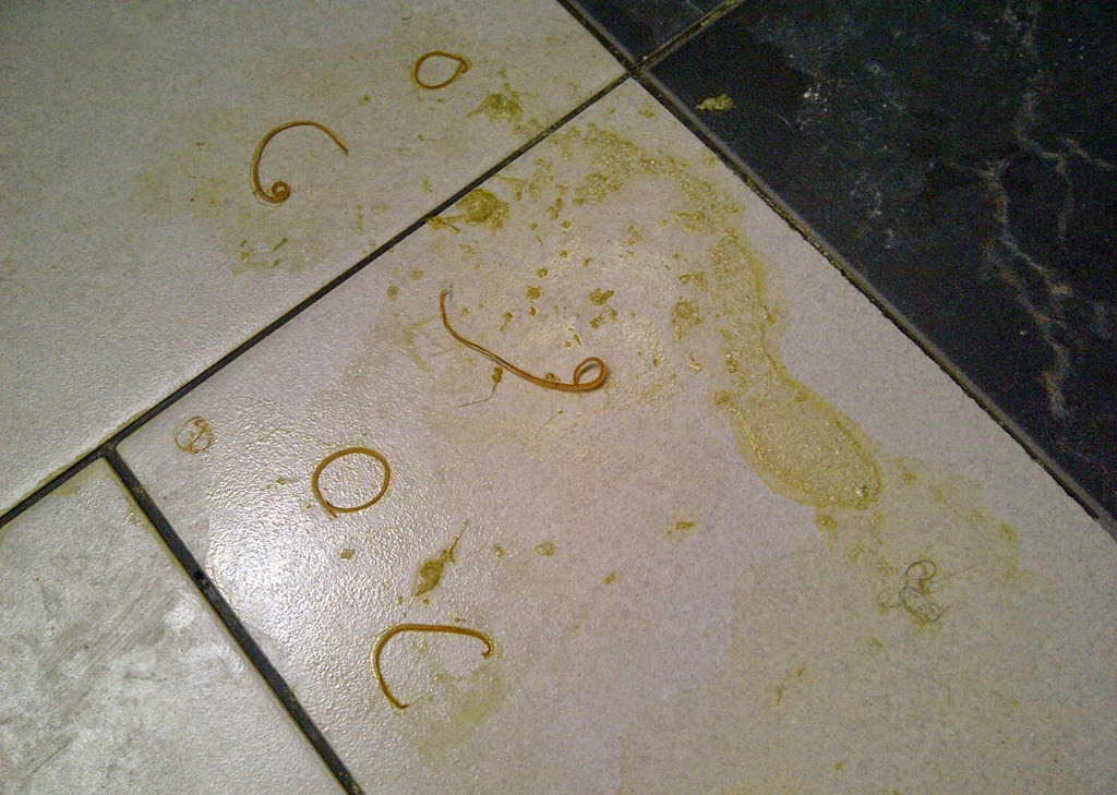 Cacingan Pada Kucing Dan Cara Pencegahannya ~ RUMAH KUCING