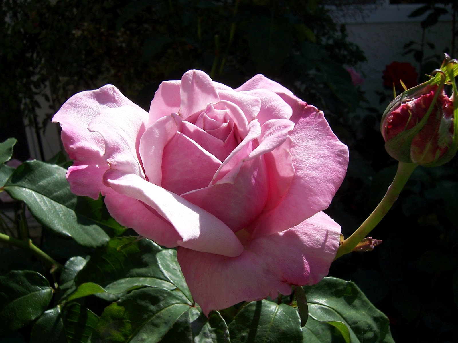 Confessions of a Lazy Gardener: What's Blooming in April? - Roses
