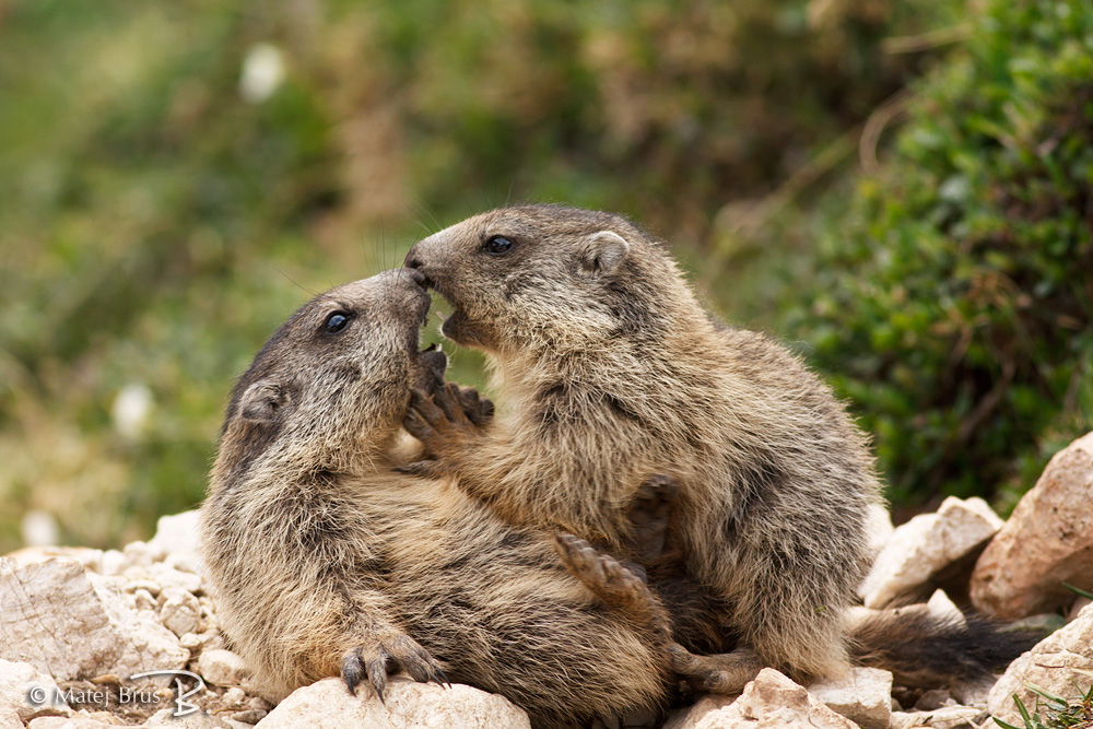 Matej Brus Foto Blog: Alpski svizec