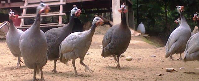 DINARA AGRO FARM: GALERI KAMI ANGSA DAN AYAM MUTIARA