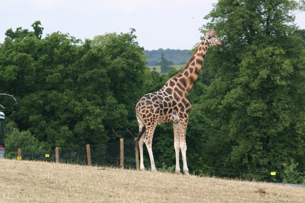 Gambar Jerapah: Kumpulan Gambar Jerapah Update