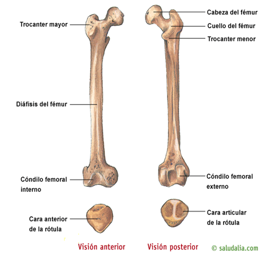 SEMIOLOGÍA OSTEOARTICULAR: ARTICULACIÓN DE RODILLA
