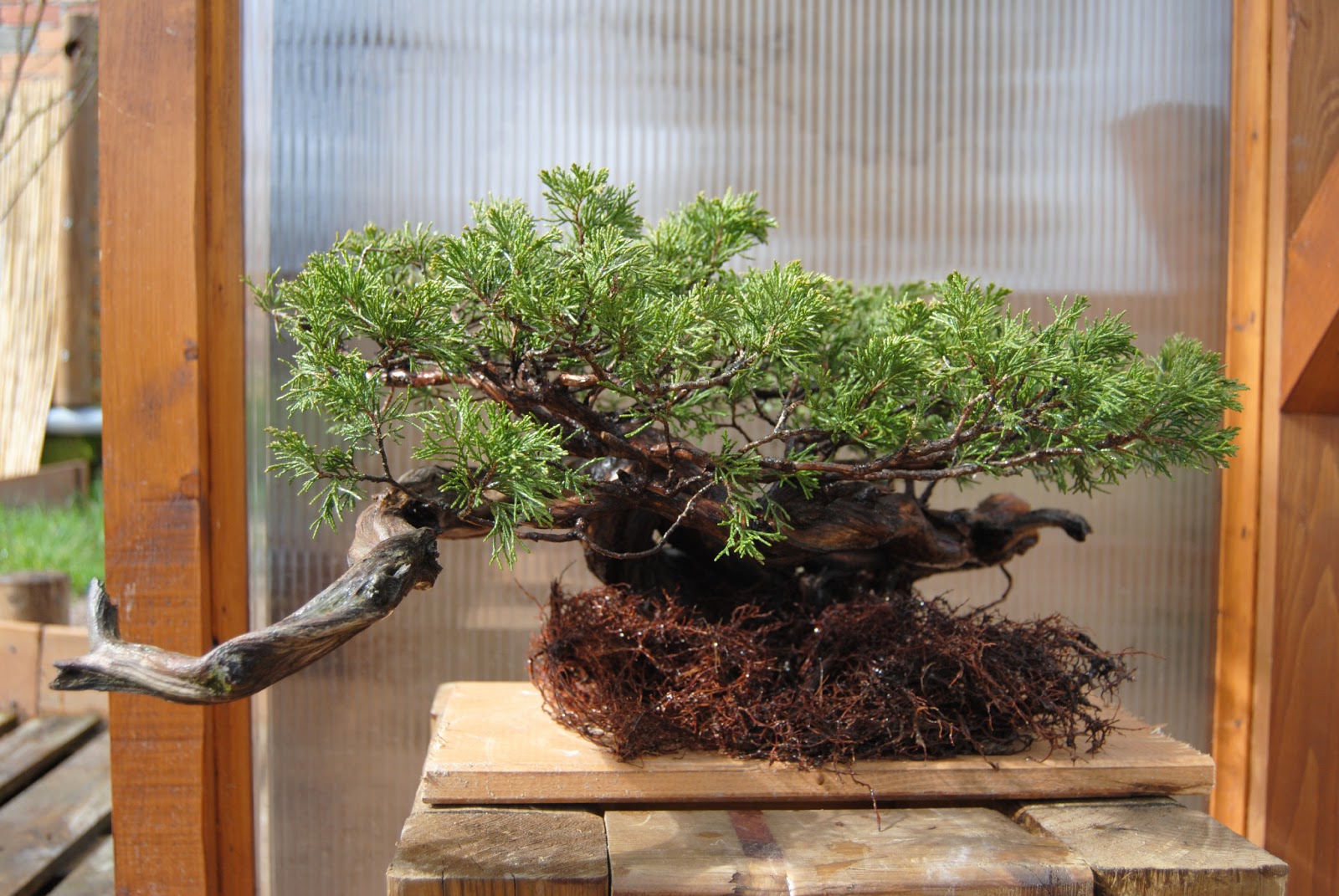 pEpEyote-en Bonsai: Sabina