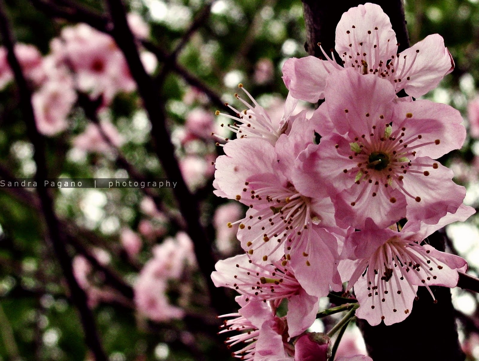 Dicas e Photos: Flor de Cerejeira, uma historinha