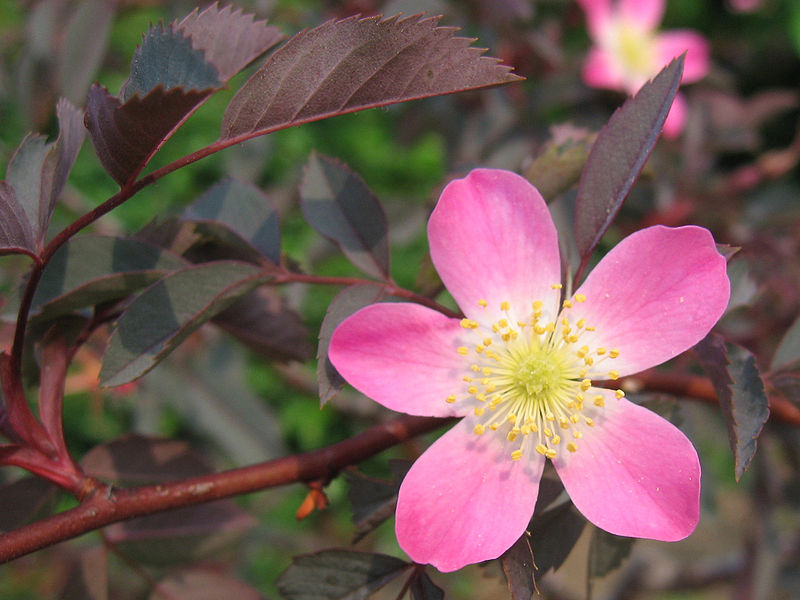 Flowerpedia: Rosa Glauca