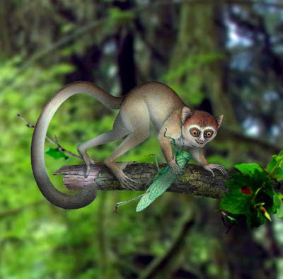 Species New to Science: [PaleoMammalogy • 2013] Archicebus achilles ...