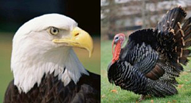 Shawna Delacorte's Blog: Eagle Vs. Turkey: America's National Symbol