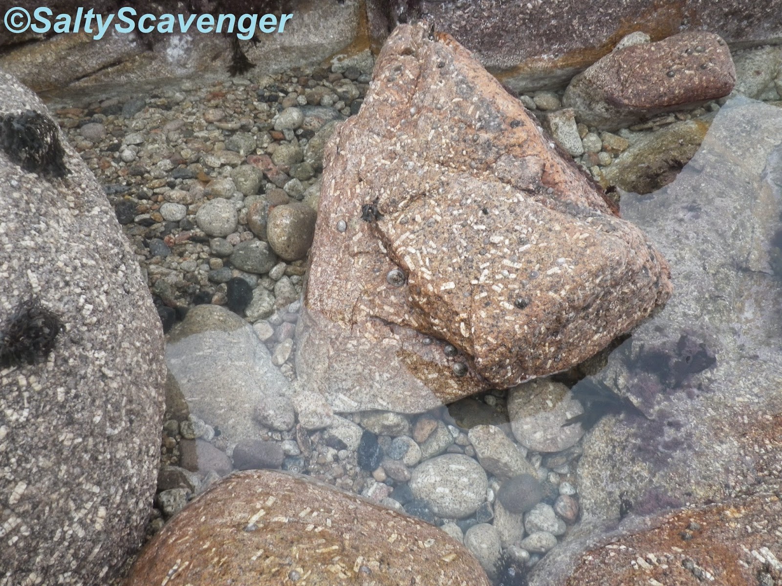 Rock Pooling: Rockpooling Destination: Revisit South- West Penwith ...