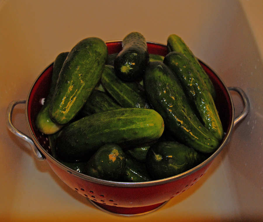 In My Life: Russian Dill Pickles
