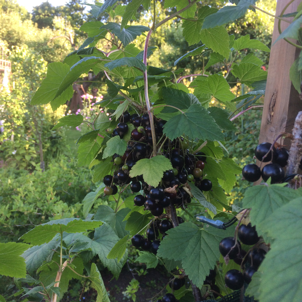 Hetki verannalla: heinäkuuta 2017