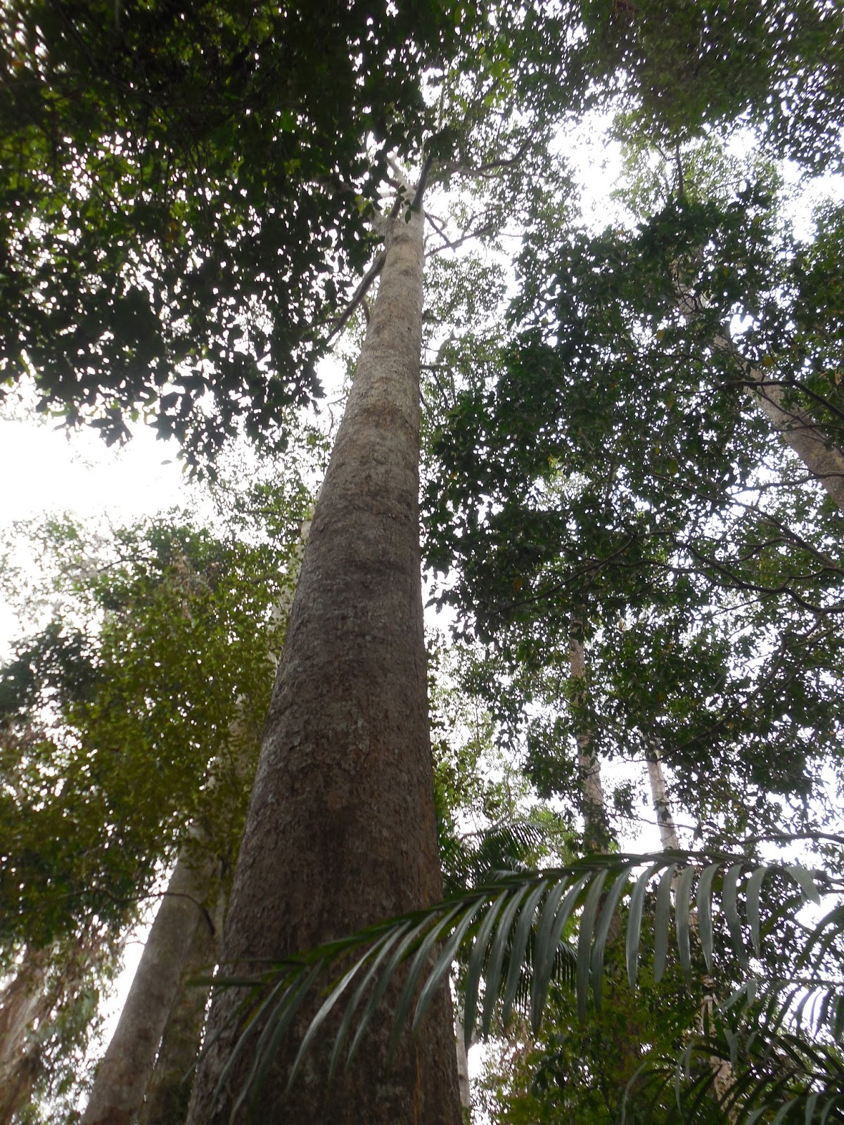 Potensi Taman Wisata Alam Jering Menduyung