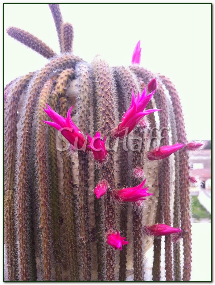 Aporocactus flageliformis - Cola de rata, Colgante, Flor del cuerno ...