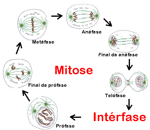 Robert W. Sichmann: BIO - Mitose e Meiose