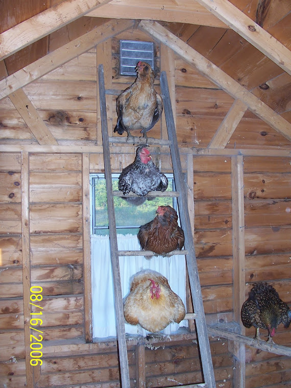 The Poultry Whisperer: Chicken Carriers