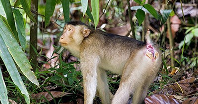 Informasi Hewan dan Tanaman : Beruk