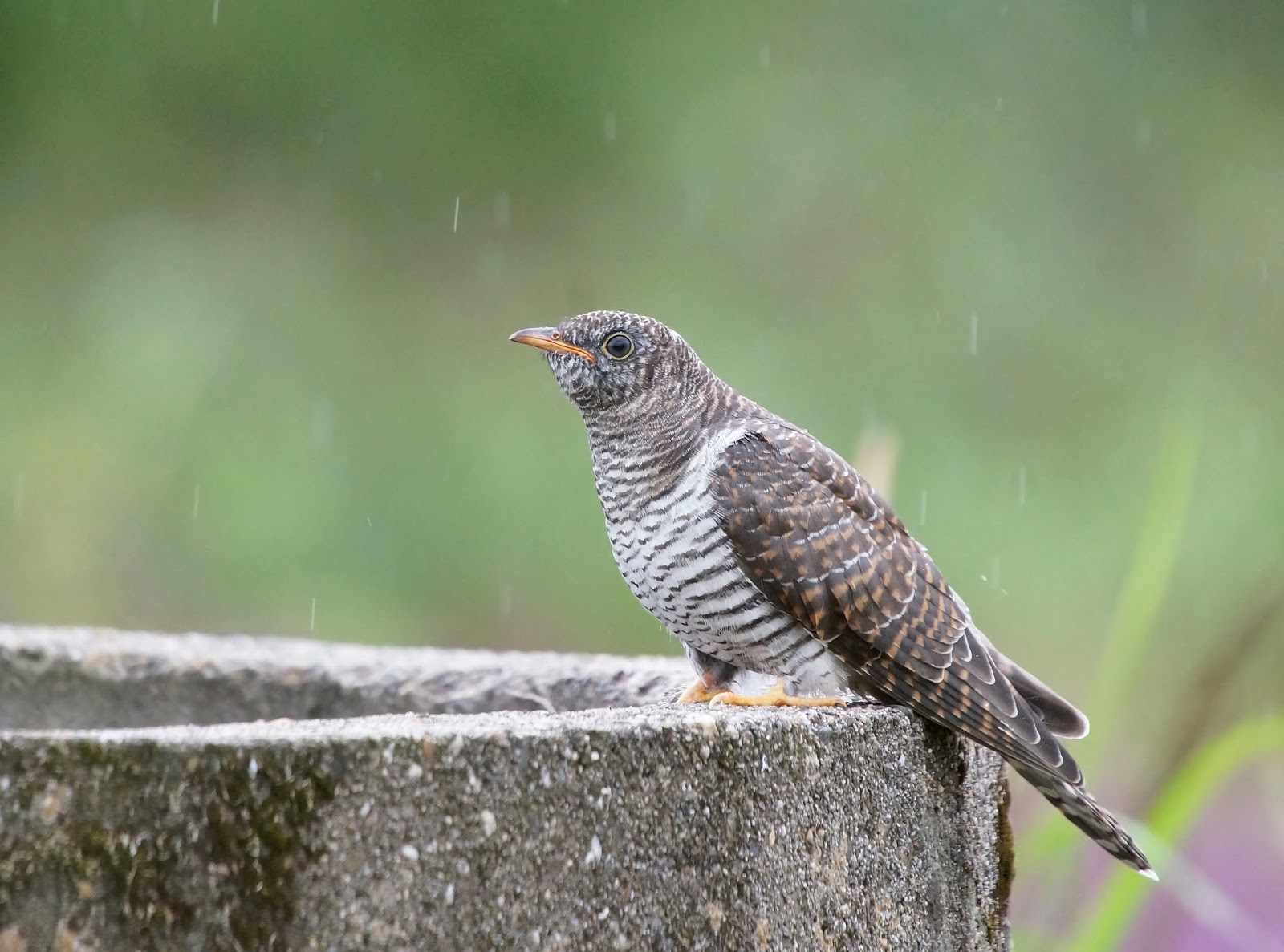 De wereld door mijn lenzen: De jonge Koekoek en de Kleine Karakiet