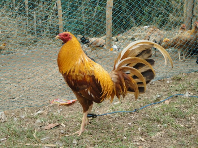 White Gold Gamefowl | White Gold