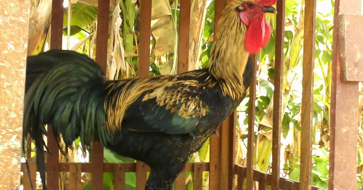 26+ Jenis Warna Ayam Pelung Simple Dan Minimalis