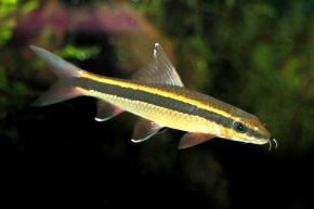 ZA FISH ACTION: Flying Fox (Epalzeorhynchos kalopterus), Pemakan Alga ...