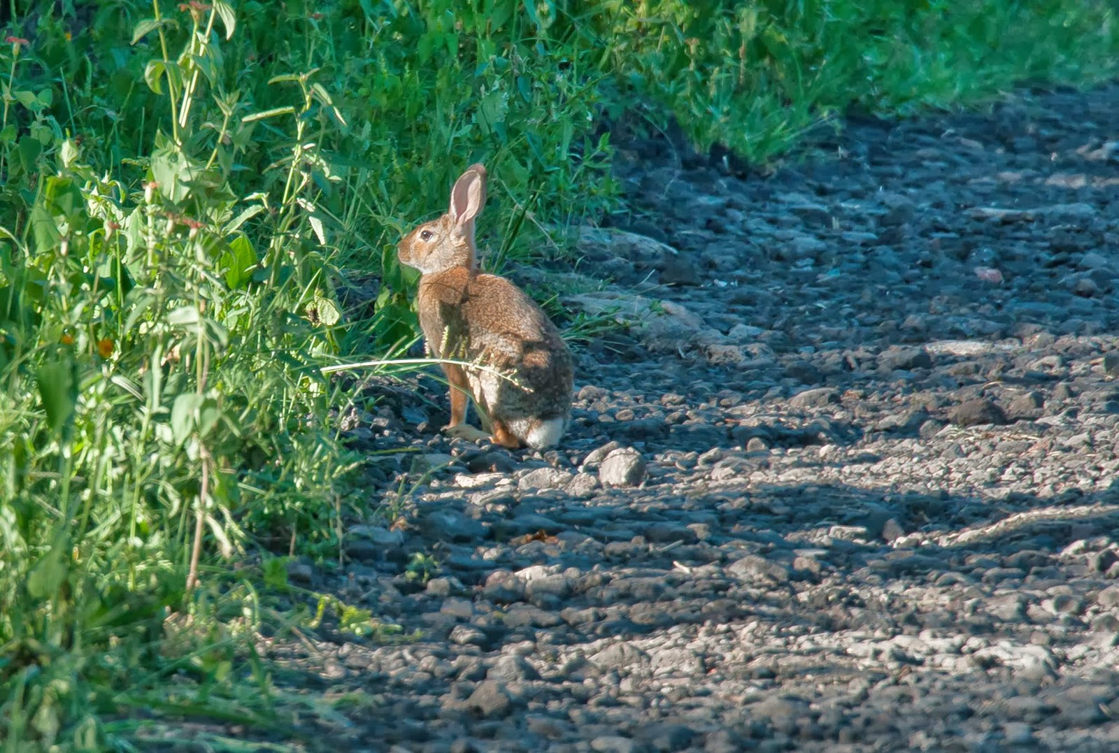 Jaime Ramos Méndez: Mundo natural en el Occidente de Michoacán - Conejo ...