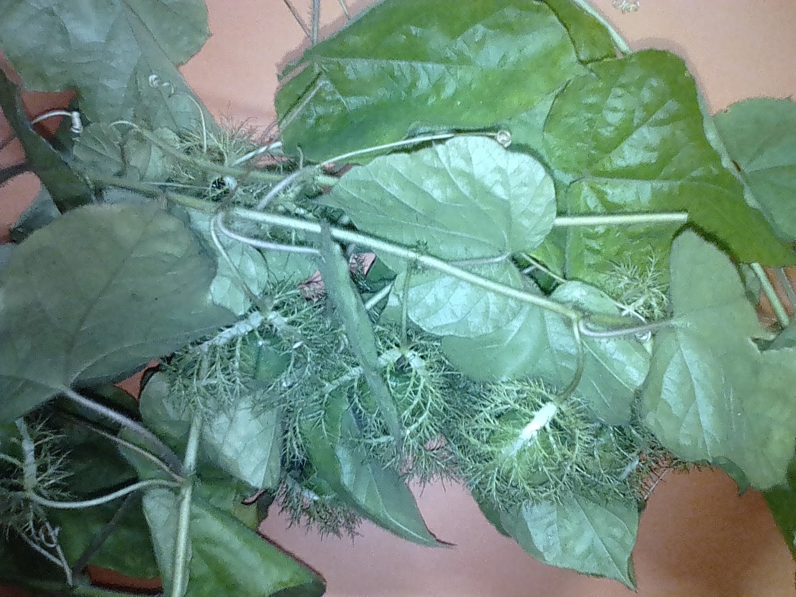 Diet Sihat: Pokok Ulat Bulu