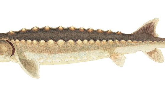 ENIGMATIKA (tupljenje i oštrenje): REČ PO RIJEČ (1688)