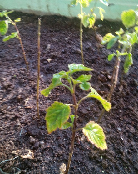 Pengalaman Magang Di Balittro - Zedo Petani Berdasi