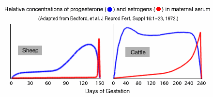Pregnancy and Gestation in Cattle - Vet in Training
