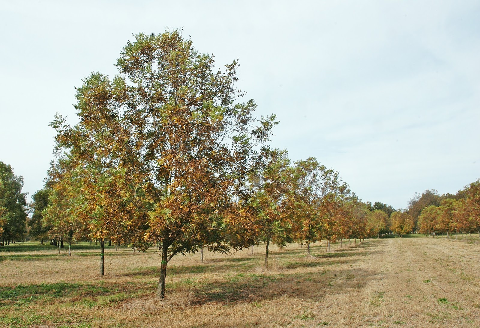 Northern Pecans: 2015