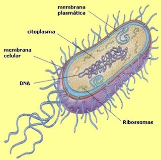 CITOPLASMA E ORGANELAS - 1º ANO B: CÉLULA PROCARIÓTICA