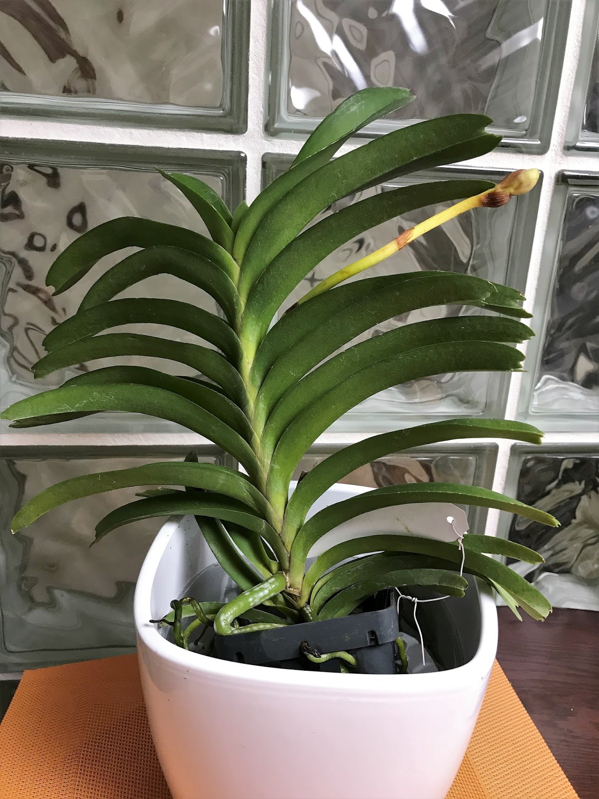 How to Grow Vandas at your Home? ~ My GARDENING