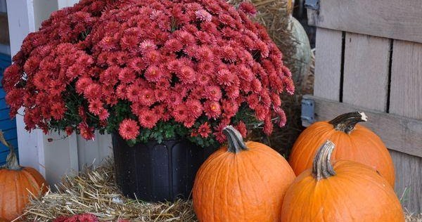 How to grow Mums. (If you must.) | The Dirt Diaries