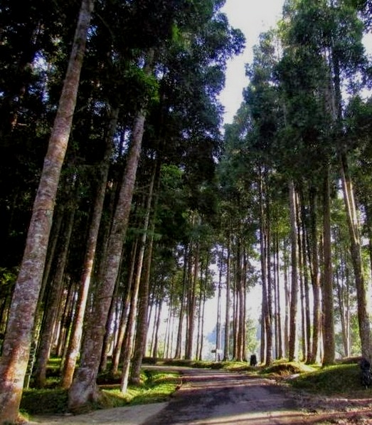Flora yang Dilindungi di di pulau Jawa, Sulawesi, Papua, Sumatera ...