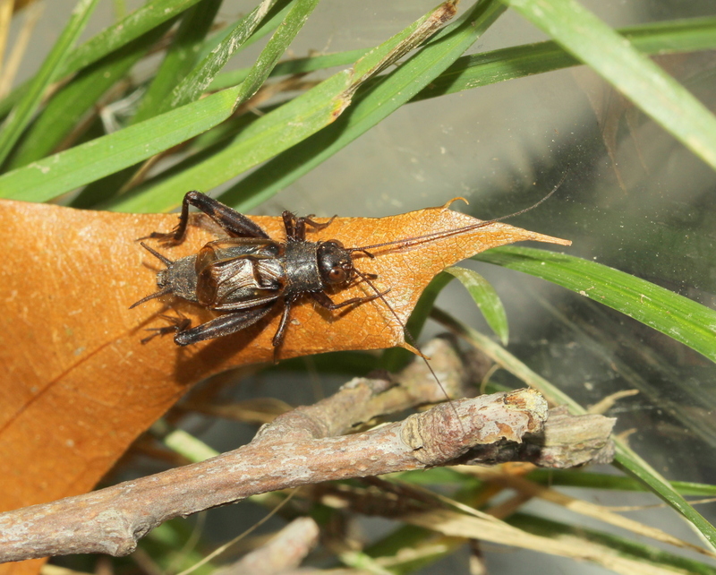 Listening in Nature: Sparkling or Tinkling?