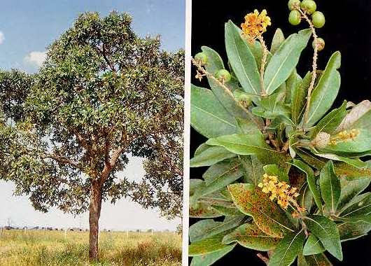 Curiosidades Vegetais: O murici