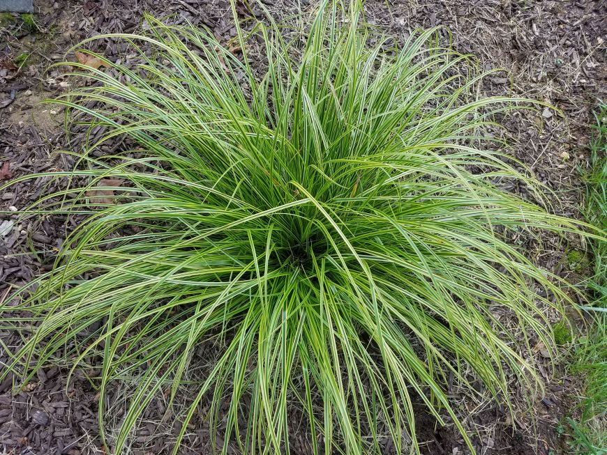 Future Plants by Randy Stewart: Carex - Ornamental Sedge