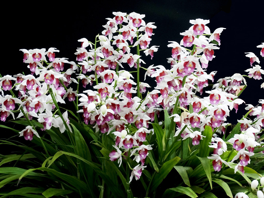 Phaius humblotii care and culture | Travaldo's blog