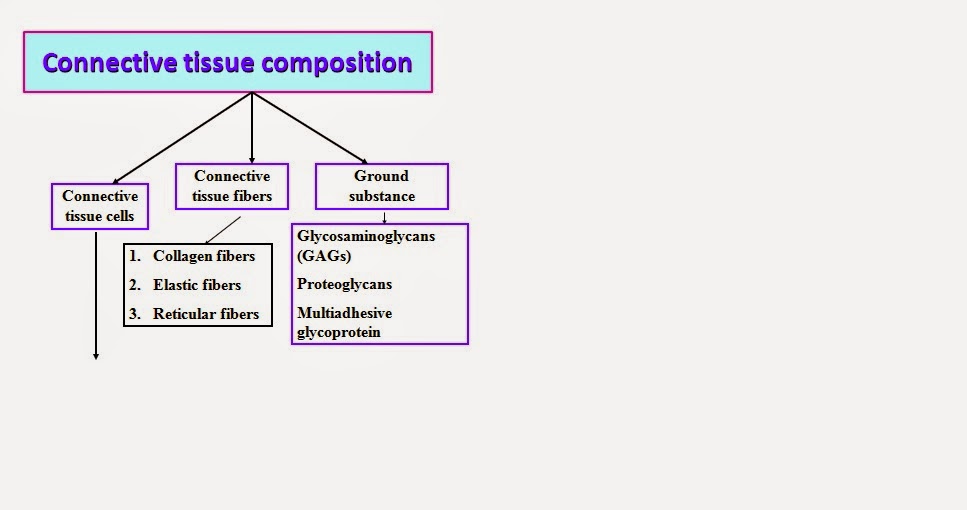 easyhumanatomy: Connective tissue composition: easy brief explaination