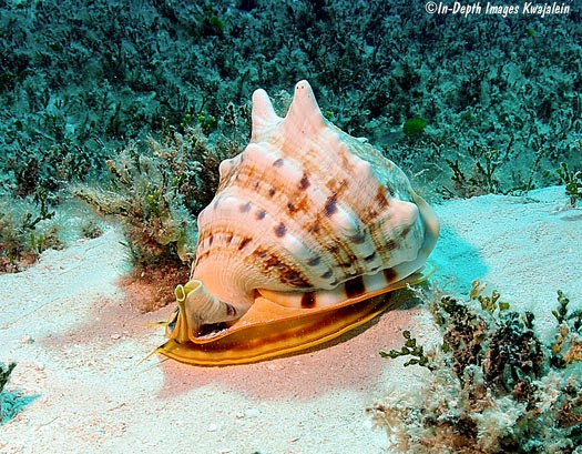 Variety of Life: Cassidae