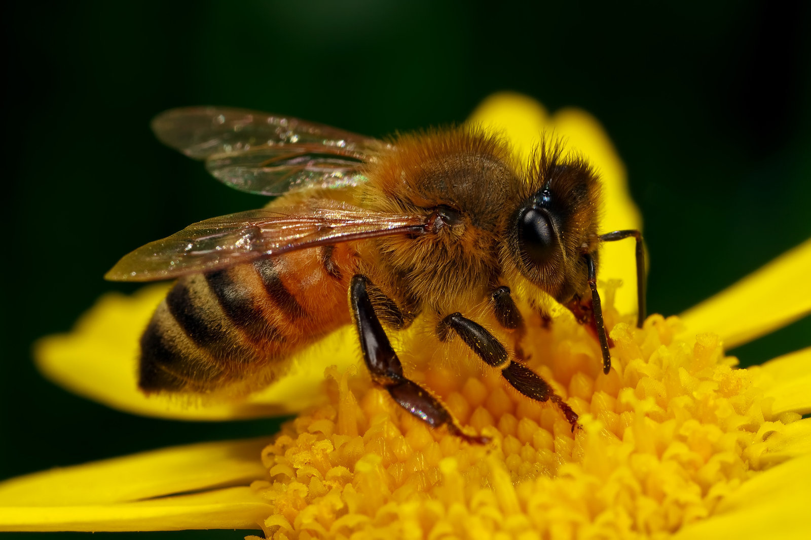 Bee Cute Wallpapers 4