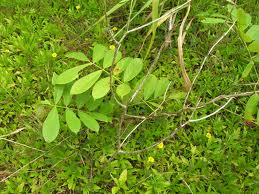 Exploring The Tropical Dry Forests in The Islands of Yap: Yap Plants ...