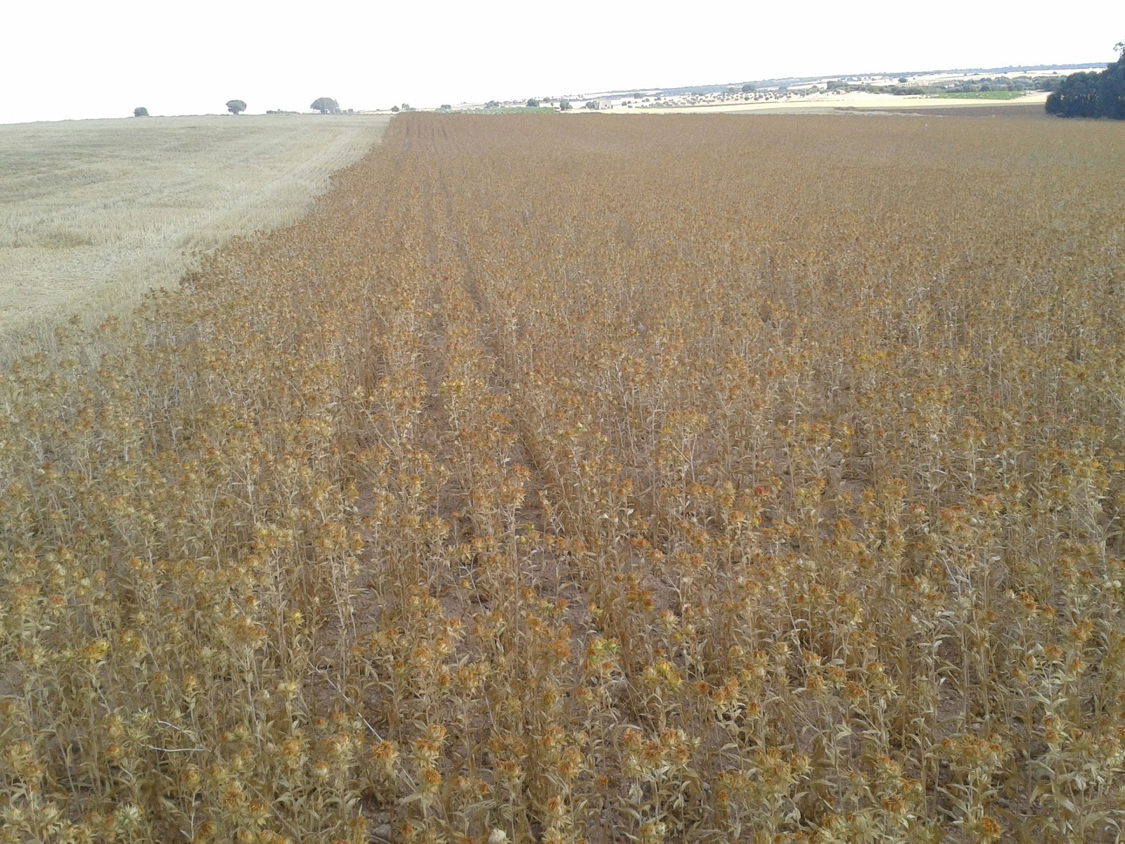 Field Notebook: a powerful tool to manage the traceability of your crops