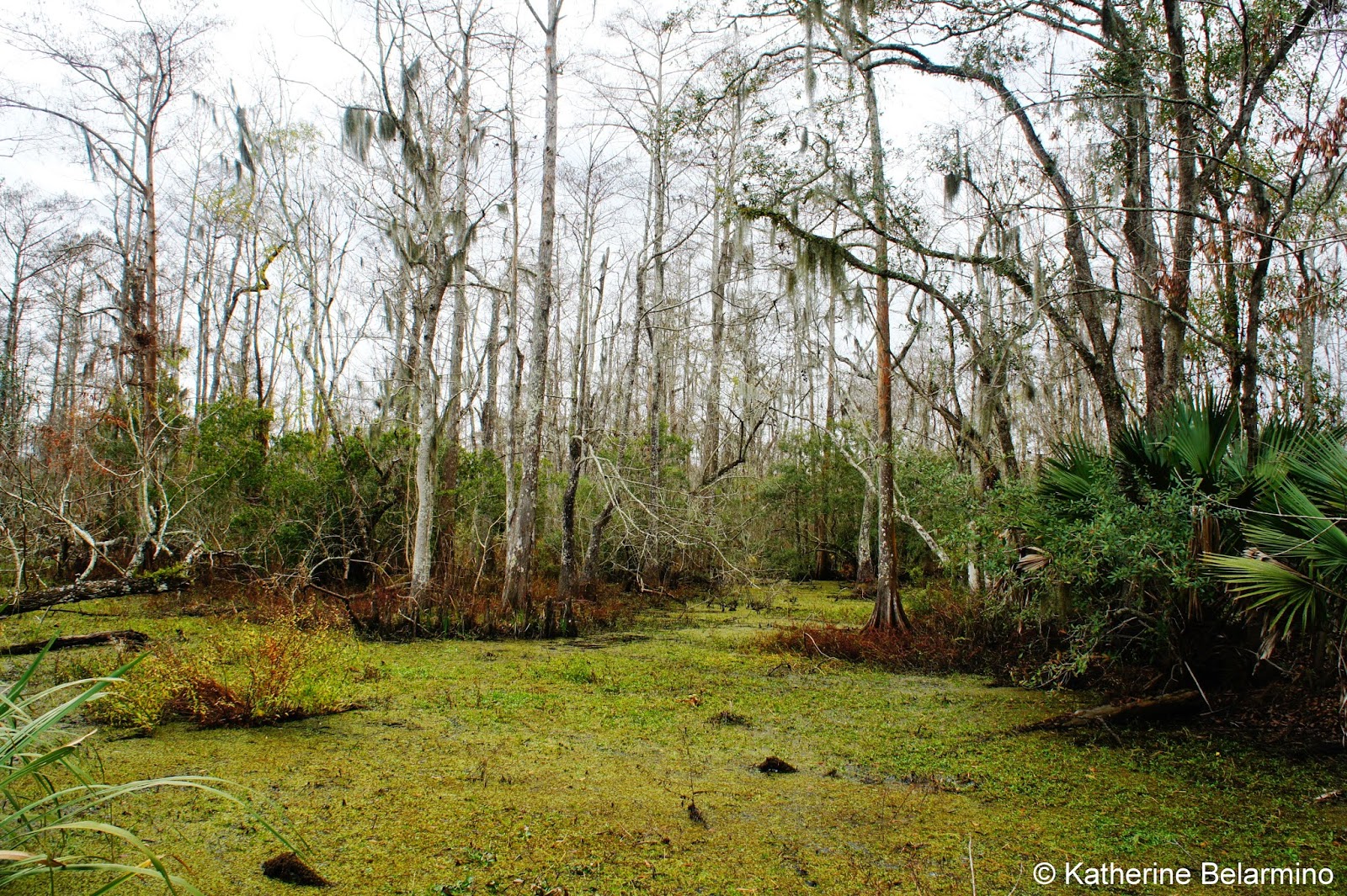 Alligator Hunting on a New Orleans Swamp Tour | Travel the World