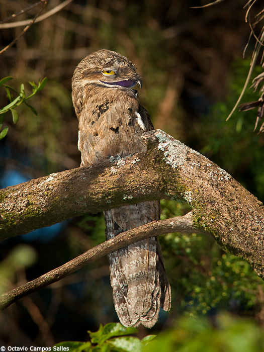 Profissão: Bióloga: O urutau é migratório no S e SE?