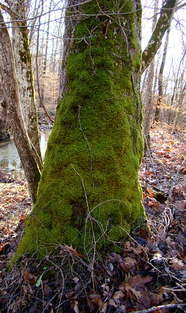 Rurification | Robin Edmundson: Mossy Tree