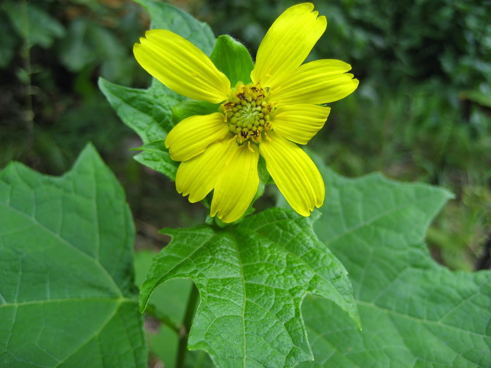 Discovering His Creation: Hairy Leafcup (Smallanthus uvedalius ...